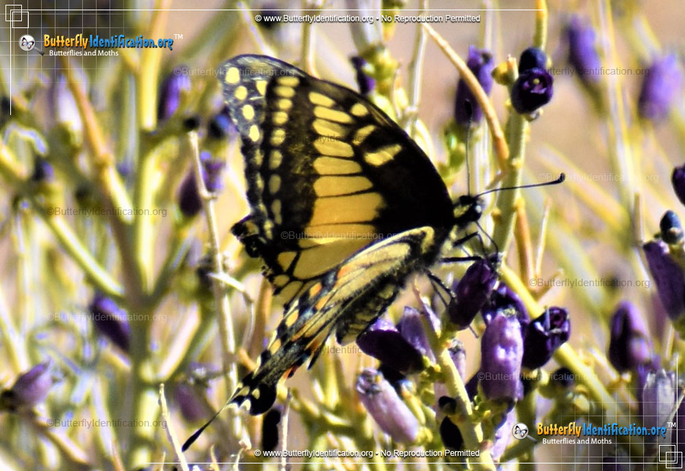 Anise Swallowtail Butterfly