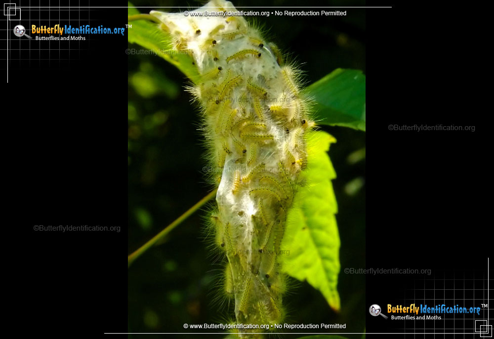 Fall Webworm Moth