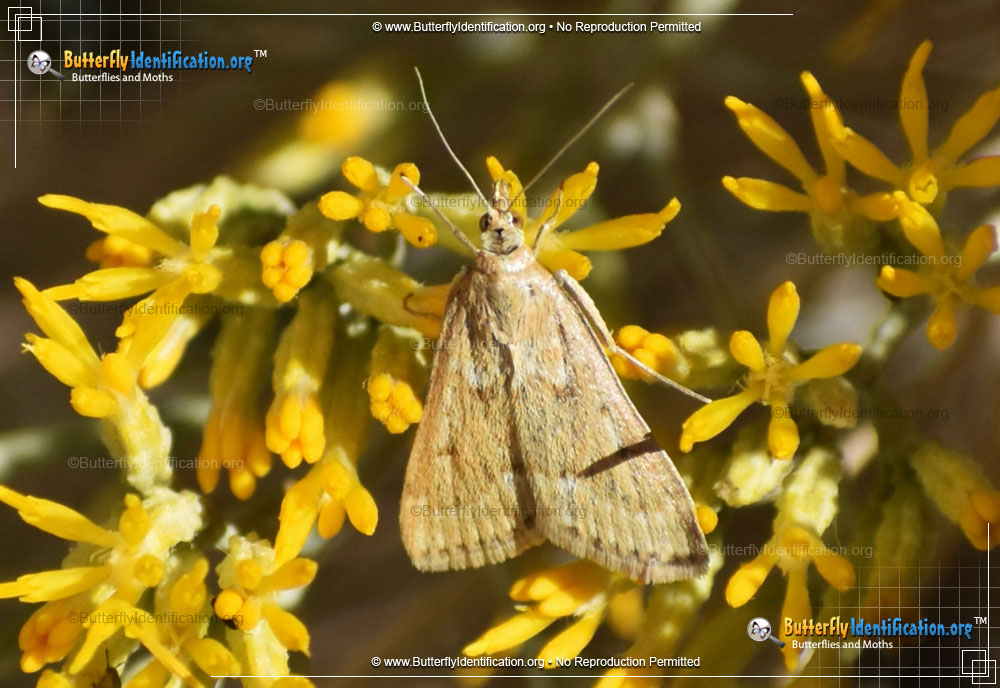 Garden Webworm Moth