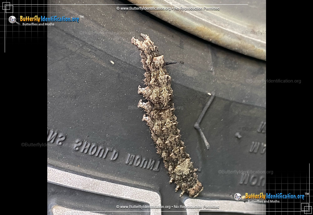 Ilia Underwing (Moth)
