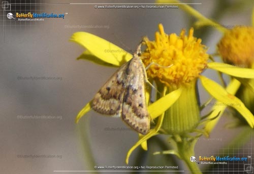 Garden Webworm Moth