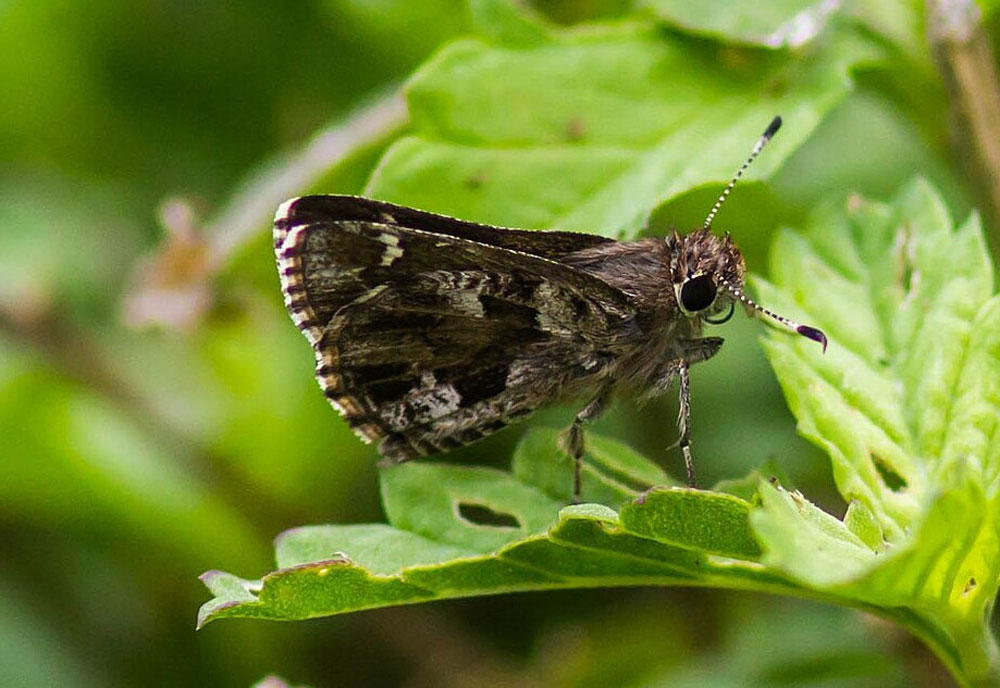 Nysa Roadside Skipper
