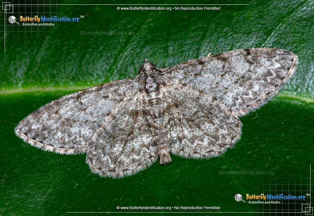 Porcelain Gray (Moth)