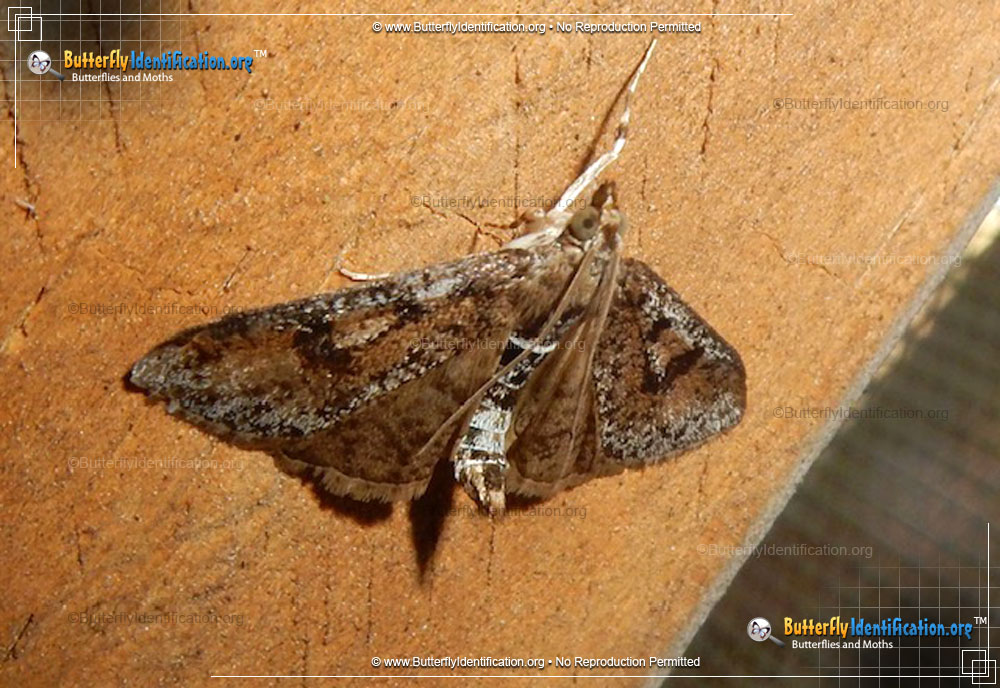 Splendid Palpita (Moth)