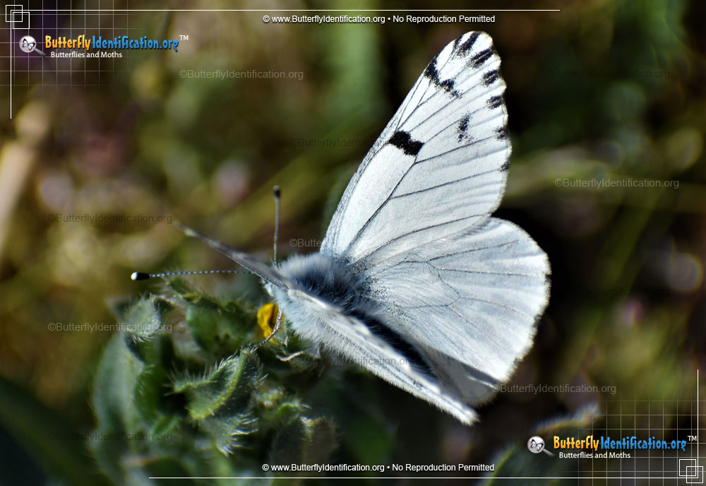 Spring White Butterfly